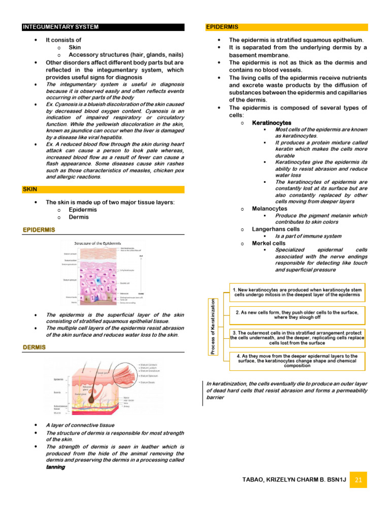 Integumentary System | PDF | Skin | Epidermis