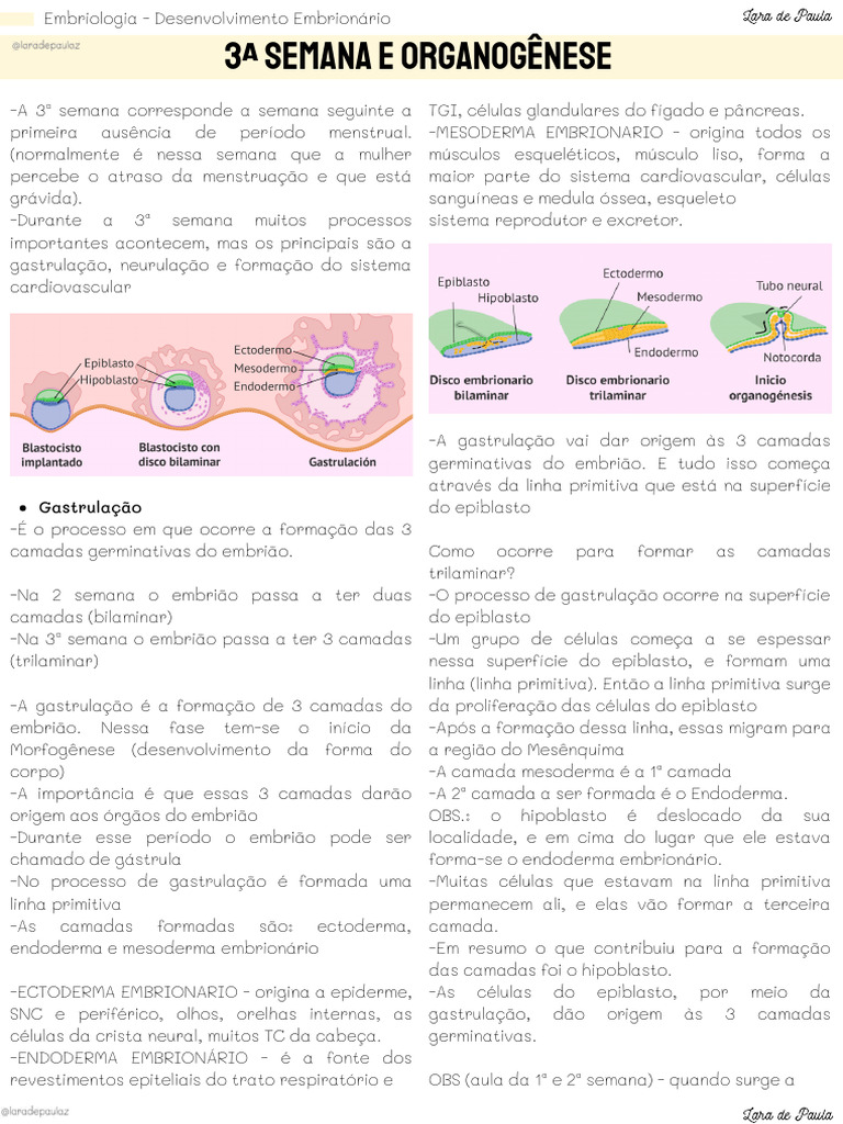 ORGANOGÊNESE | PDF | Anatomia | Morfologia (Biologia)