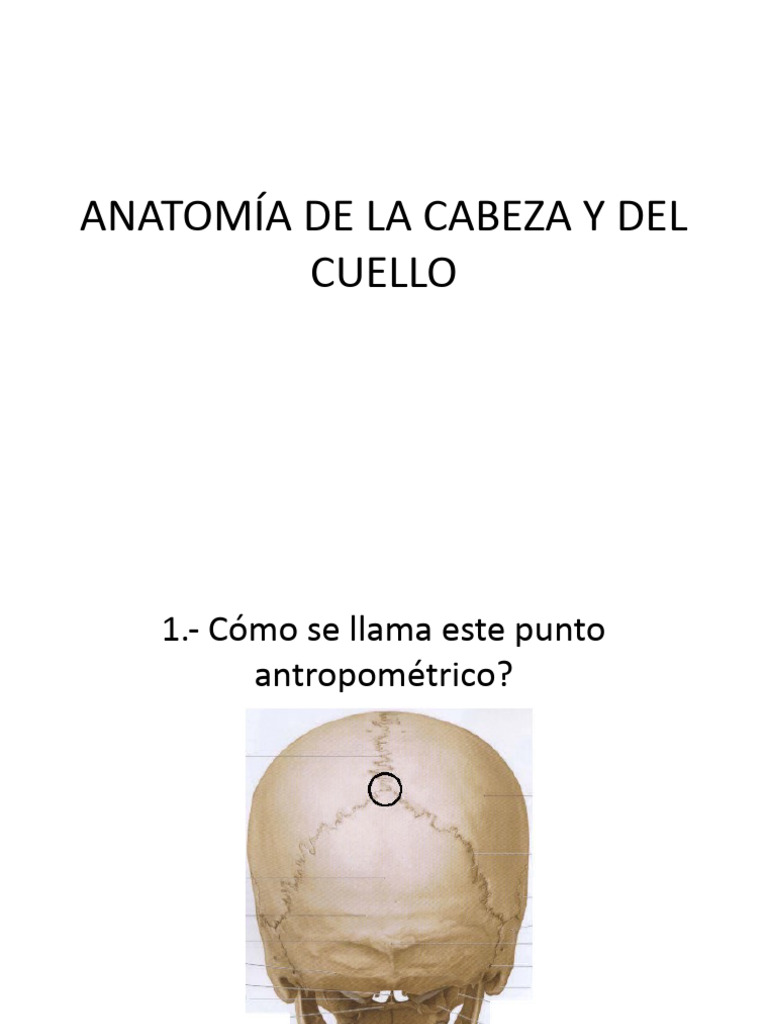 ANTAOMÍA DE LA CABEZA Y DEL CUELLO | PDF | Anatomía | Cabeza y cuello ...