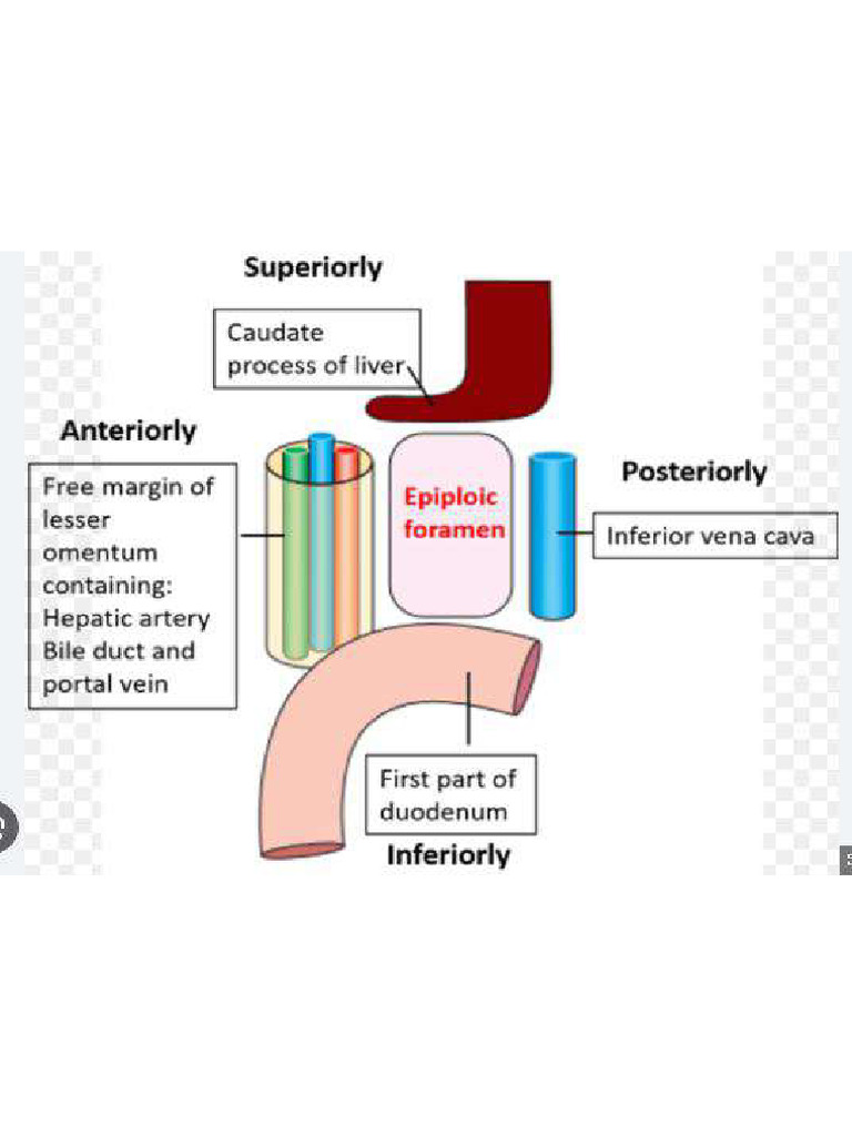 Epiploic Foramen | PDF