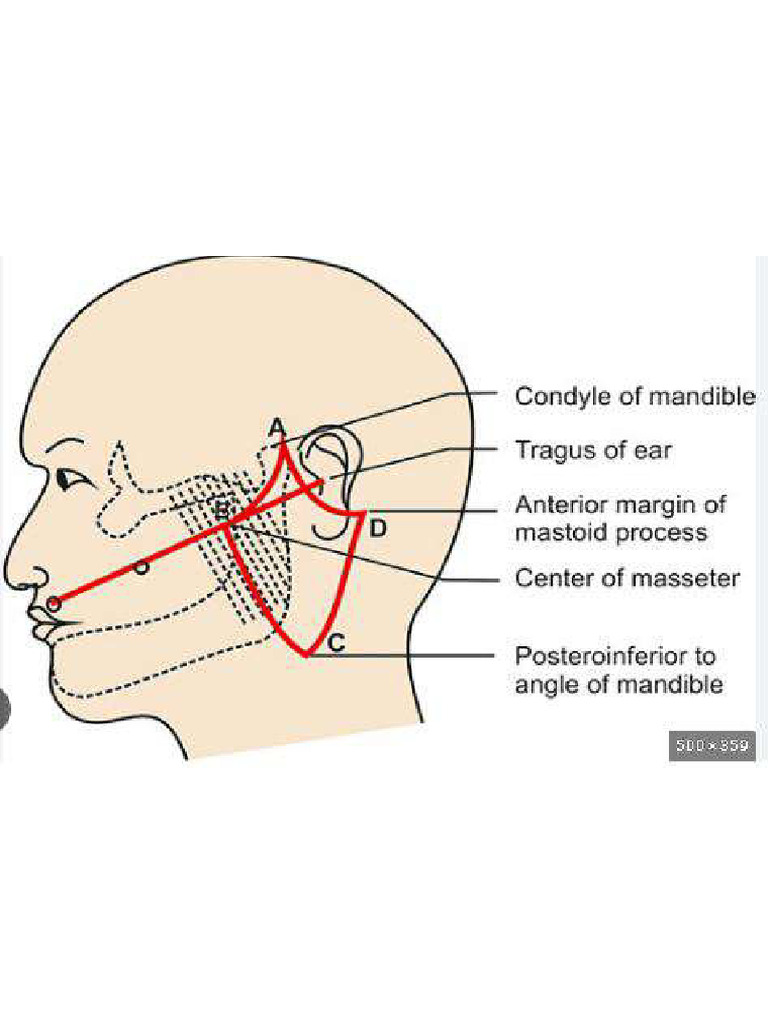 Surface Anatom of The Parotid Gland | PDF