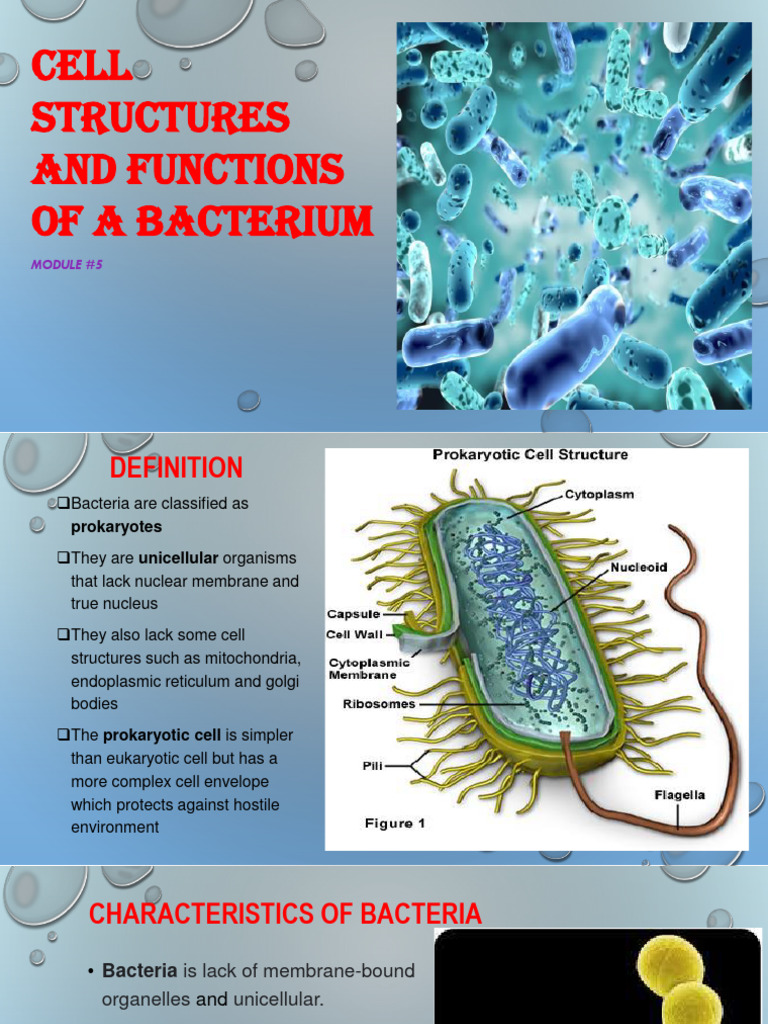 MODULE_5_Cell Structures and Functions of a Bacterium | PDF | Cell ...