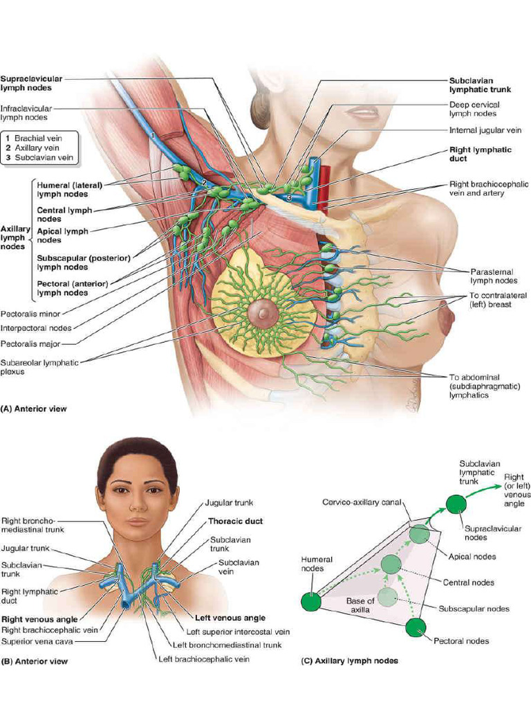 Axillary Lymph Nodes and Lymphatic Drainage of Right Upper Limb and Breast Diagram | PDF