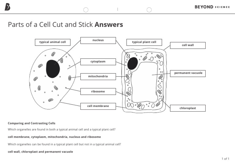 Parts of a Cell Cut and Stick Worksheet Support Answers (1) | PDF