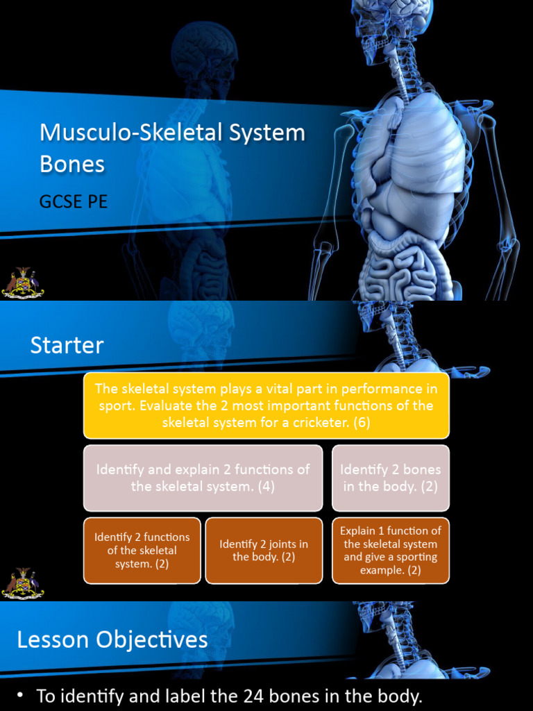 8. Structure of Skeletal System | PDF | Vertebral Column | Vertebra