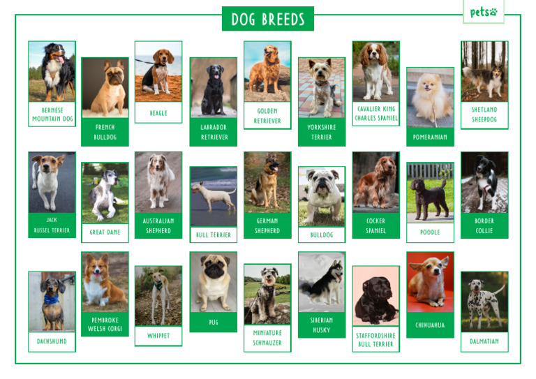 Dog Breeds Display Poster | PDF