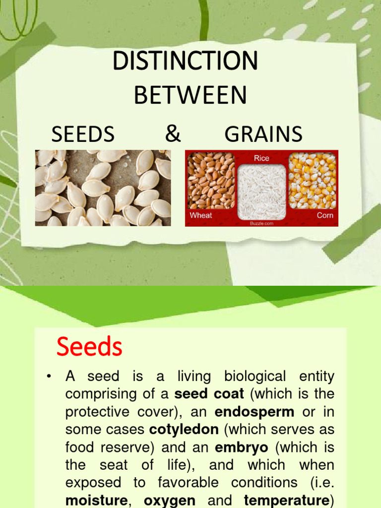 4th Distinction Between Seed and Grain | PDF | Seed | Cereals