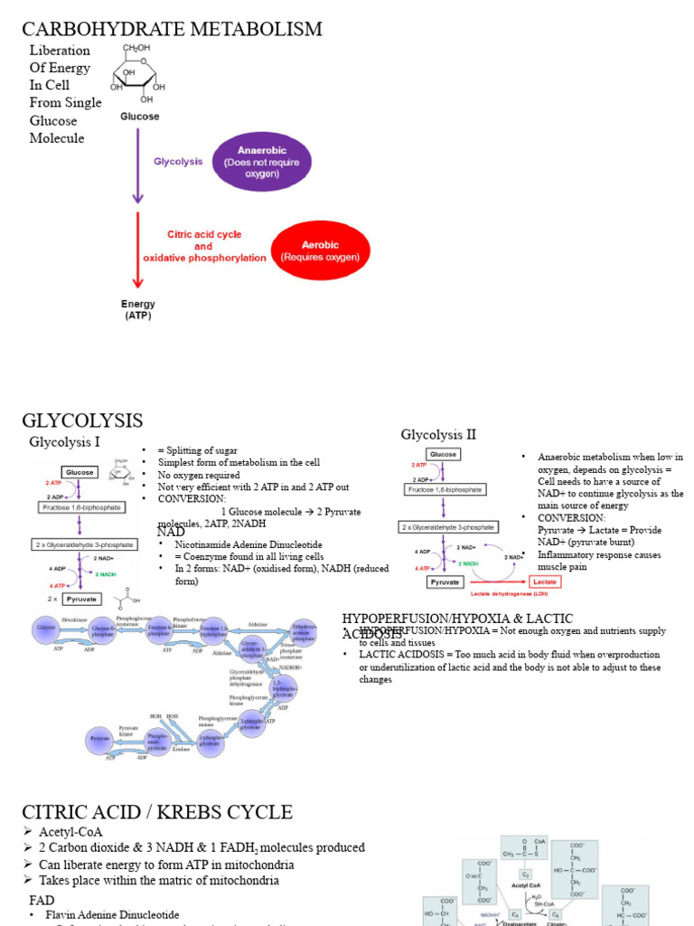 Metabolism - Carbohydrate | PDF | Adenosine Triphosphate | Glycolysis