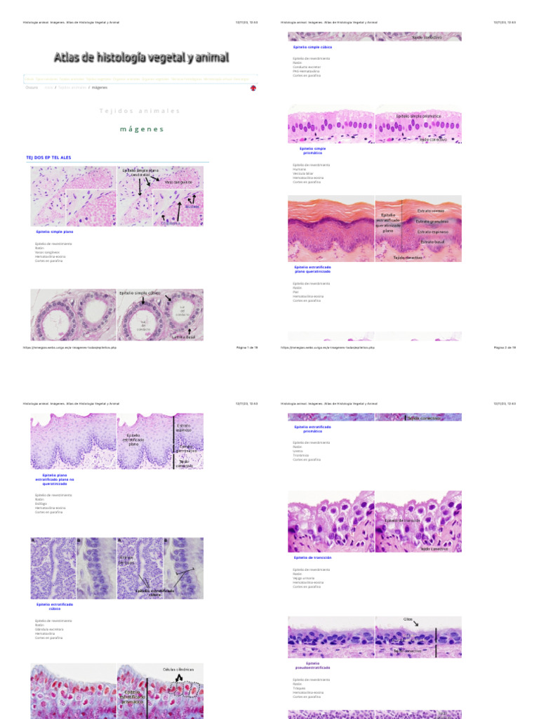 Histología animal. Imágenes. Atlas de Histología Vegetal y Animal | PDF | Epitelio | Tejido ...