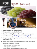 Anatomy of a Grape Explained | PDF