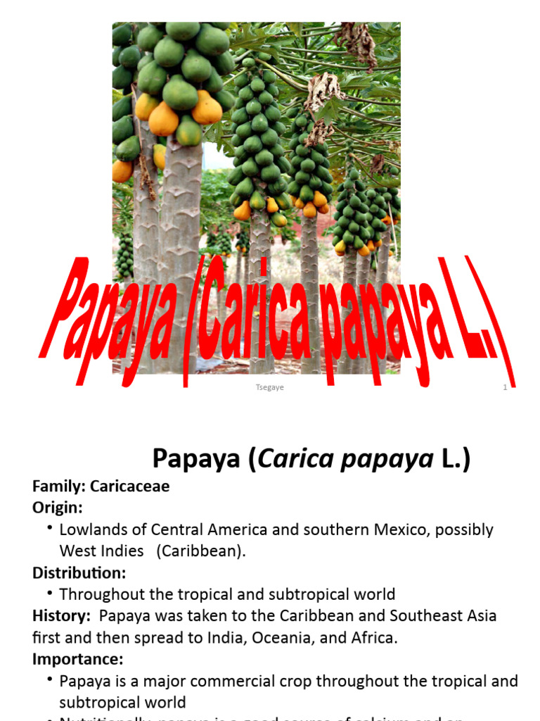 Papaya | PDF | Flowers | Plants