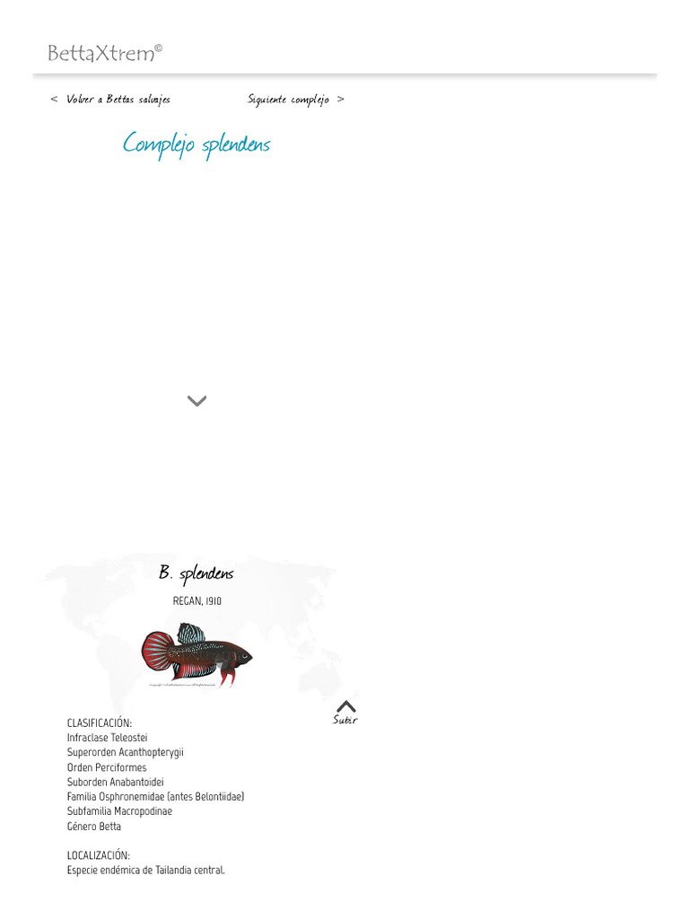 BettaXtrem - Complejo Splendens | PDF | Pescado