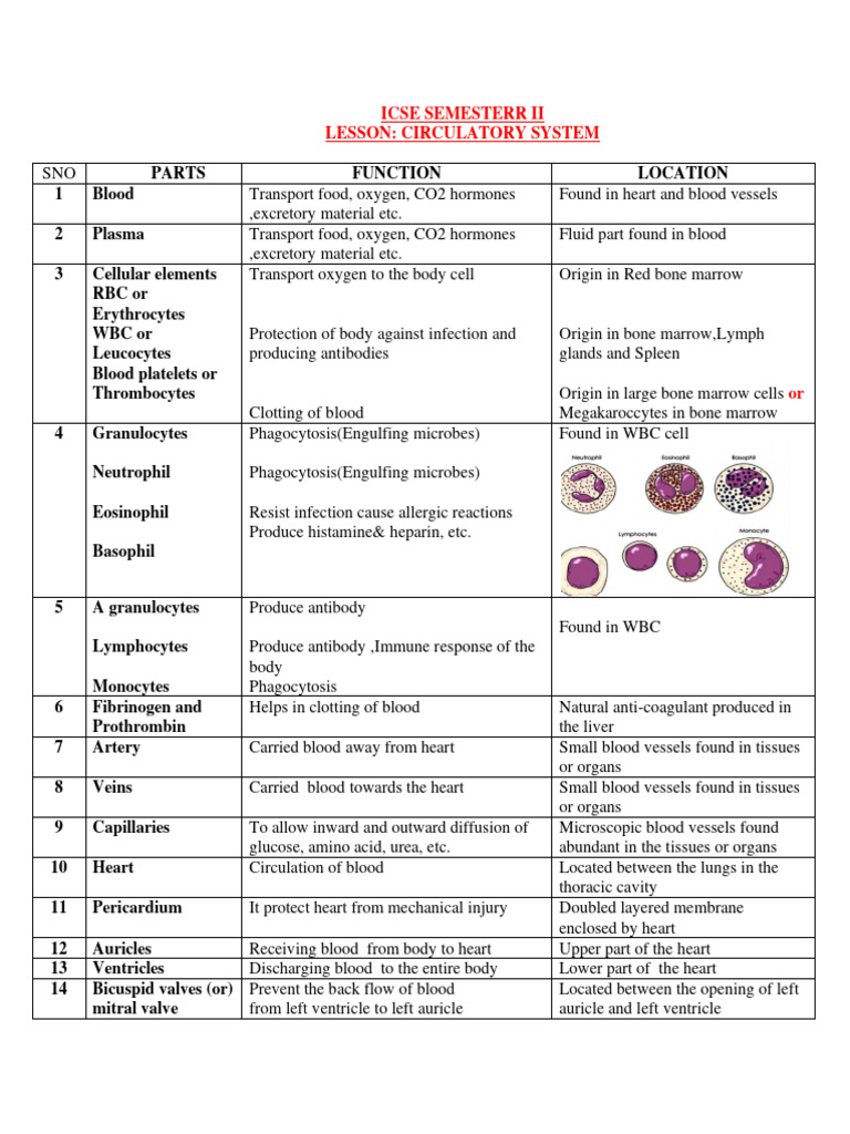 Semester Ii Biology Notes | PDF | Atrium (Heart) | Kidney