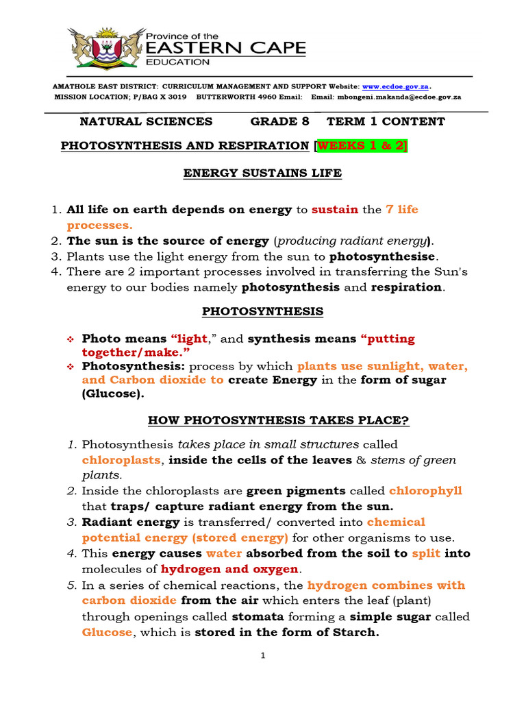 Grade 8 Photosynthesis Overview | PDF | Photosynthesis | Cellular ...
