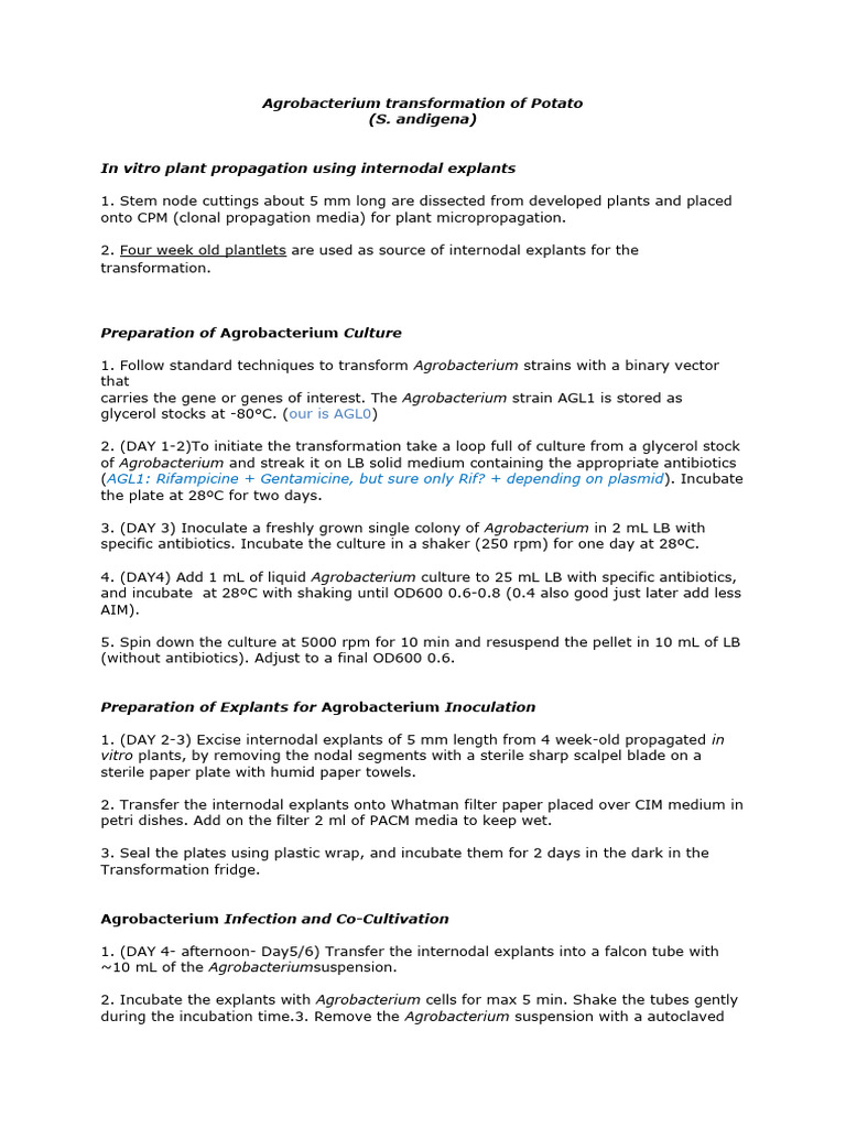 Potato Agrobacterium Transformation Guide | PDF | Biology