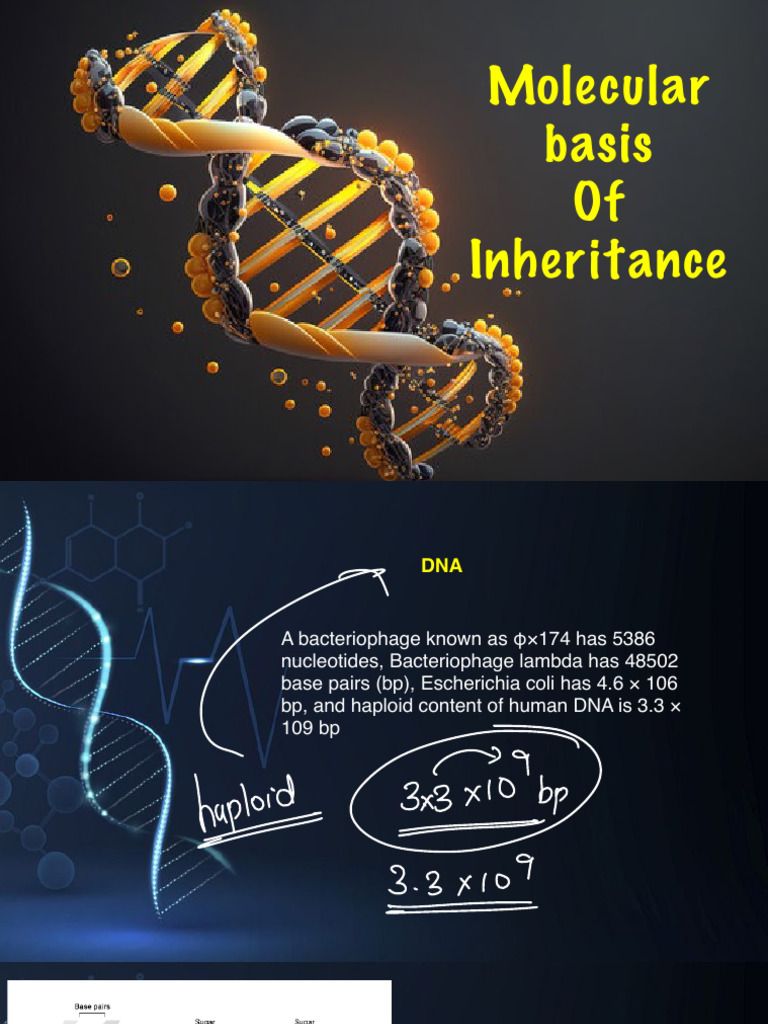 Molecular Basis of Inheritance - 1 | PDF | Genetic Code | Dna Molecular Basis of Inheritance - 1 | PDF | Genetic Code | Dna