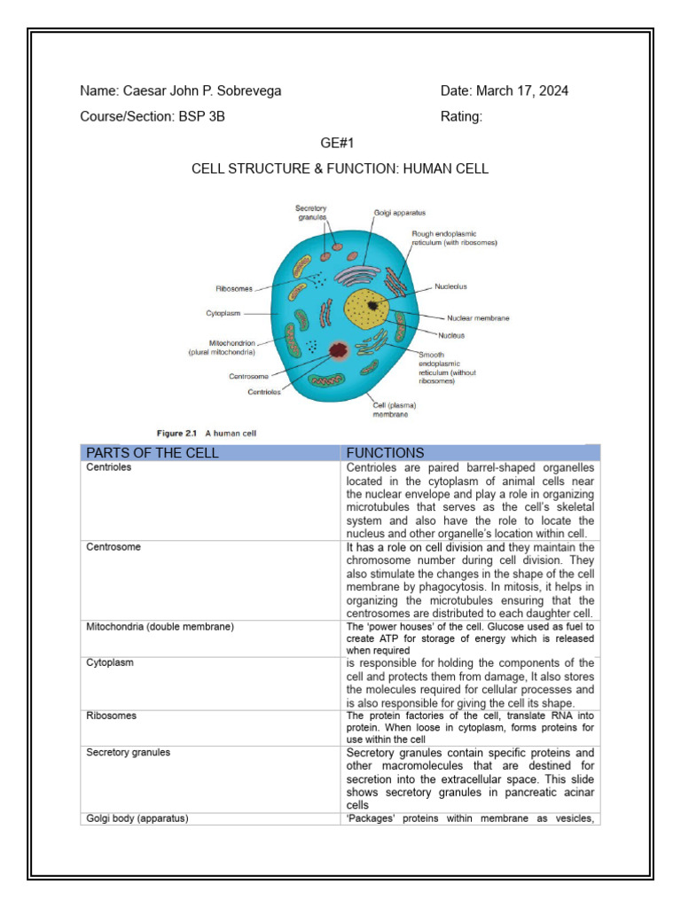 3b-Bspsy-Gen-Zoo-Format-Doc (Human Cell) | PDF | Cell (Biology ...