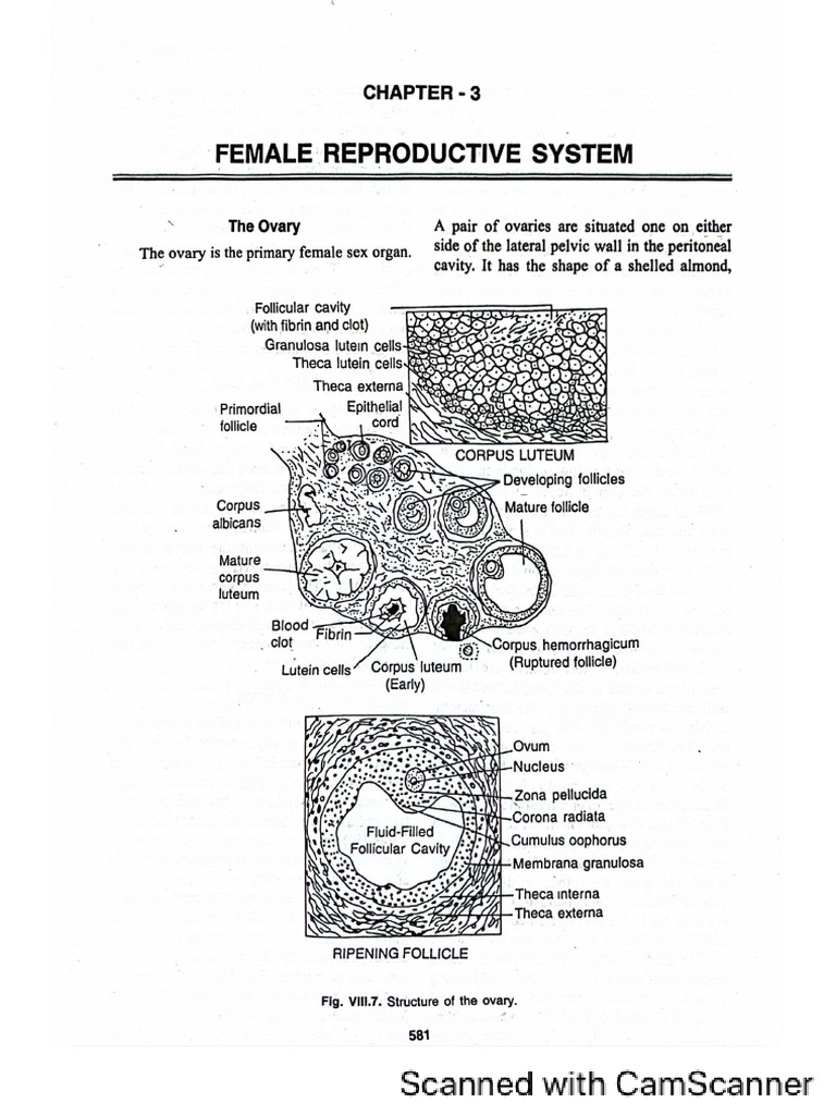 Female Reproductive System | PDF