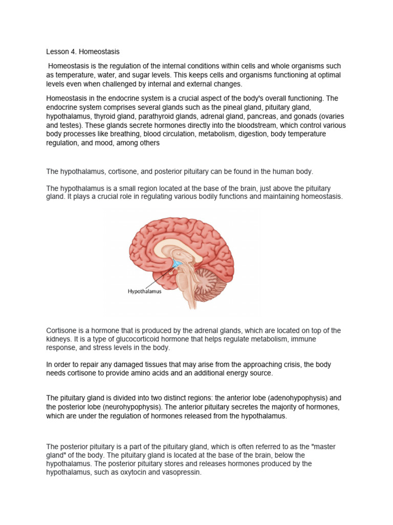 Homeostasis | PDF | Pituitary Gland | Endocrine System