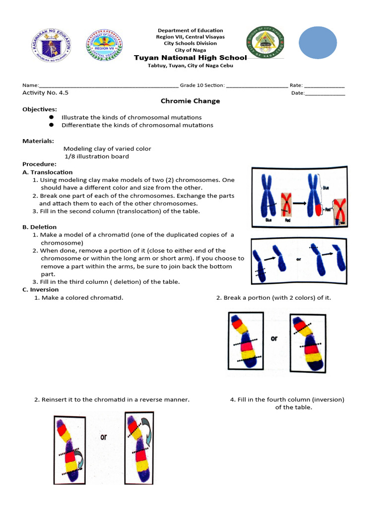 Science 10 Activity 4.5 | PDF | Chromosome | Mutation