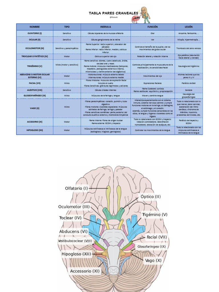 Tabla de Pares Craneales y Funciones | PDF | Anatomía | Anatomía humana
