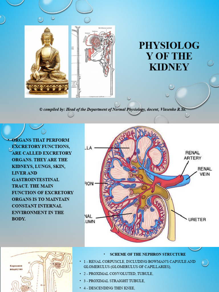PHYSIOLOGY OF THE KIDNEY | PDF | Angiotensin | Kidney