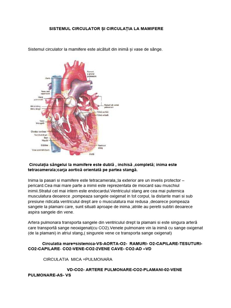 Sistemul Circulator La Animale | PDF