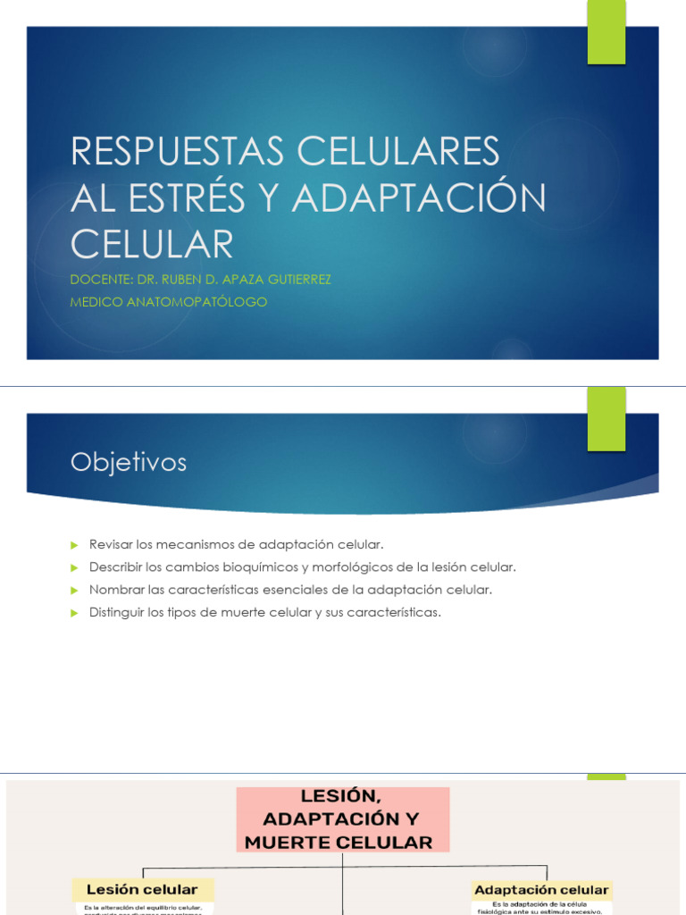 Respuestas Celulares Al Estrés y Adaptación Celular | PDF | Apoptosis | Inflamación