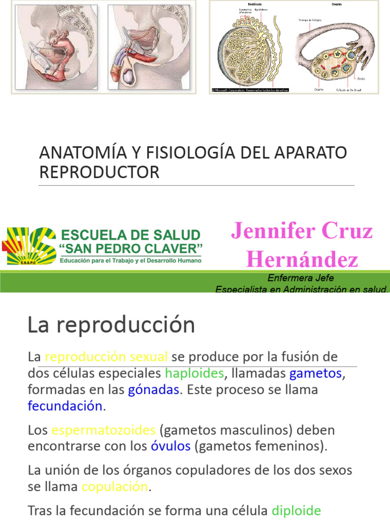Anatomía del Sistema Reproductor | PDF | Sistema reproductivo | Ciclo menstrual