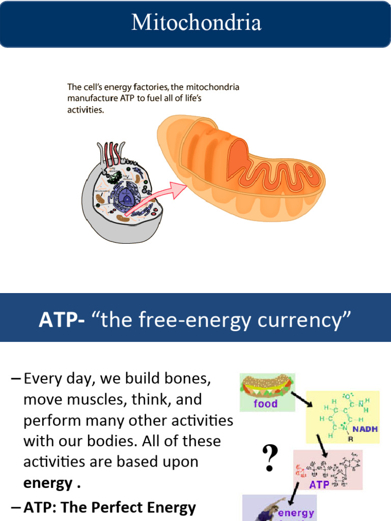 Mitochondria | PDF | Mitochondrion | Protein Targeting