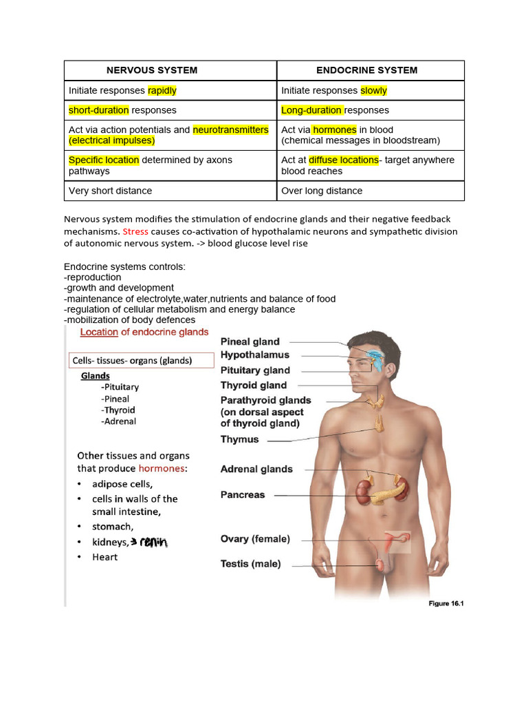 endorine system | PDF | Hormone | Endocrine System