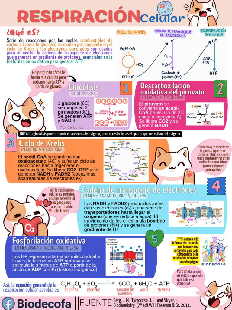 Respiración Celular Aeróbica | PDF | Trifosfato de adenosina | Respiración celular
