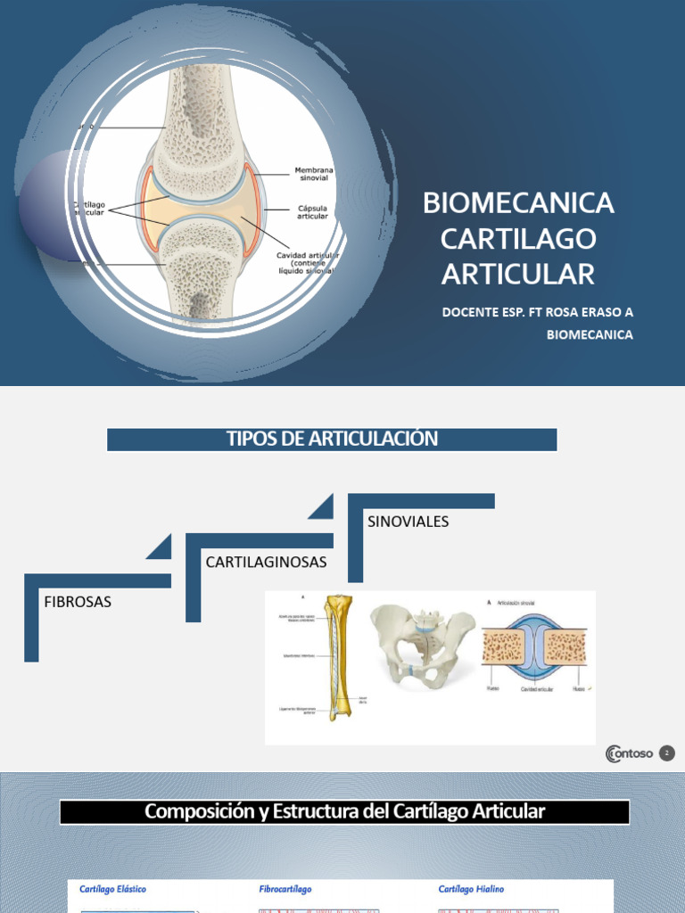Biomecánica del Cartílago Articular | PDF | Articulación | Cartílago