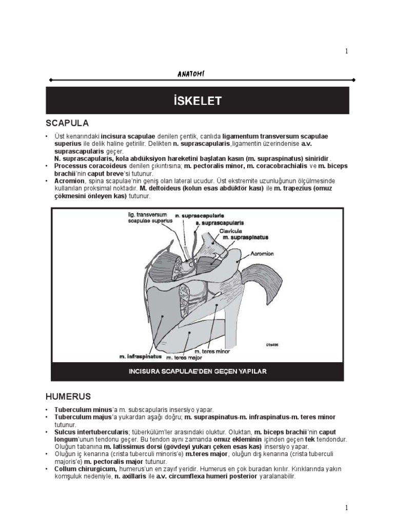 Anatomi Pdf