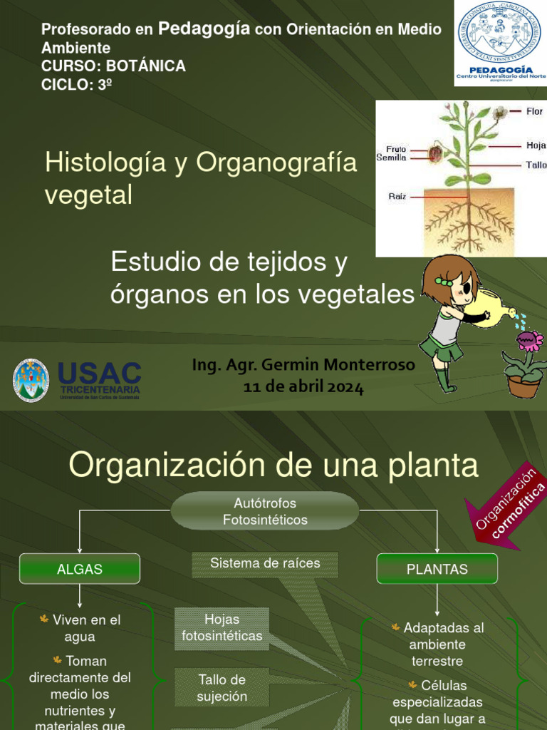 Tejidos Vegetales: Estructura y Función | PDF | Tallo de la planta | Raíz