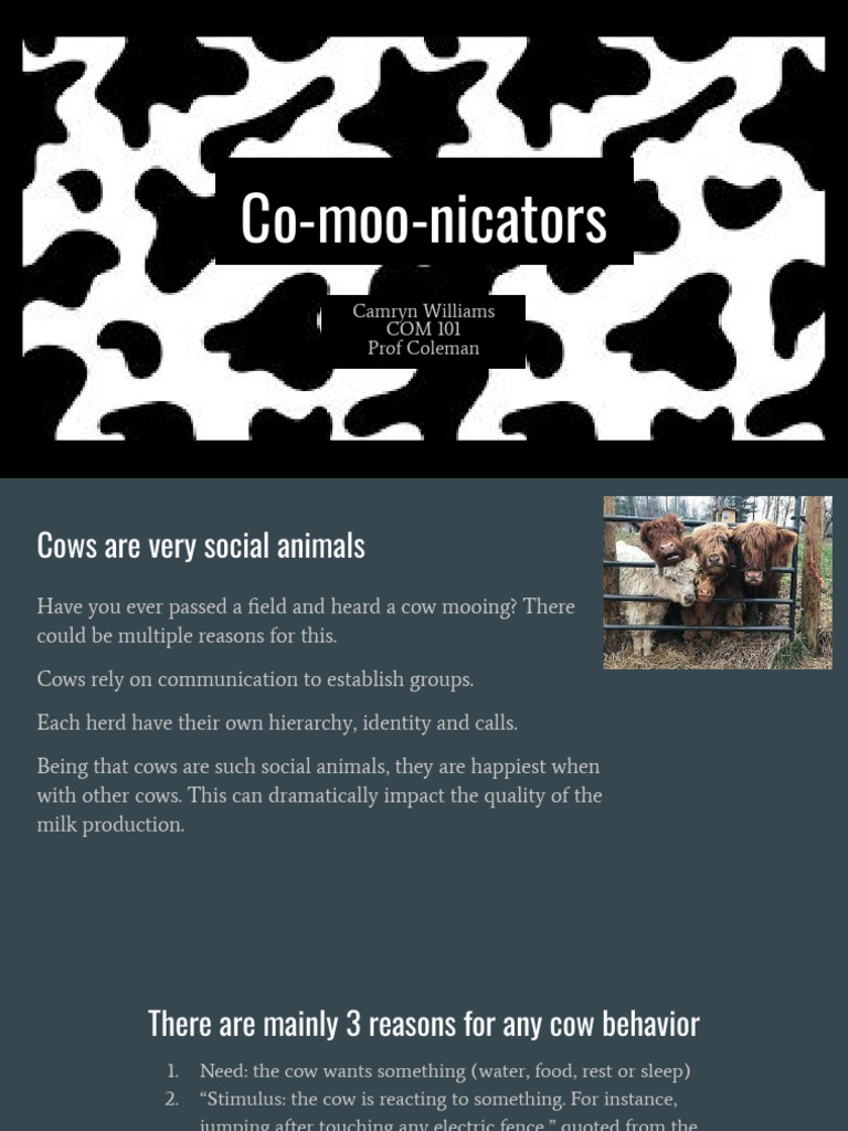 communication of cows 1 | PDF | Communication | Cattle