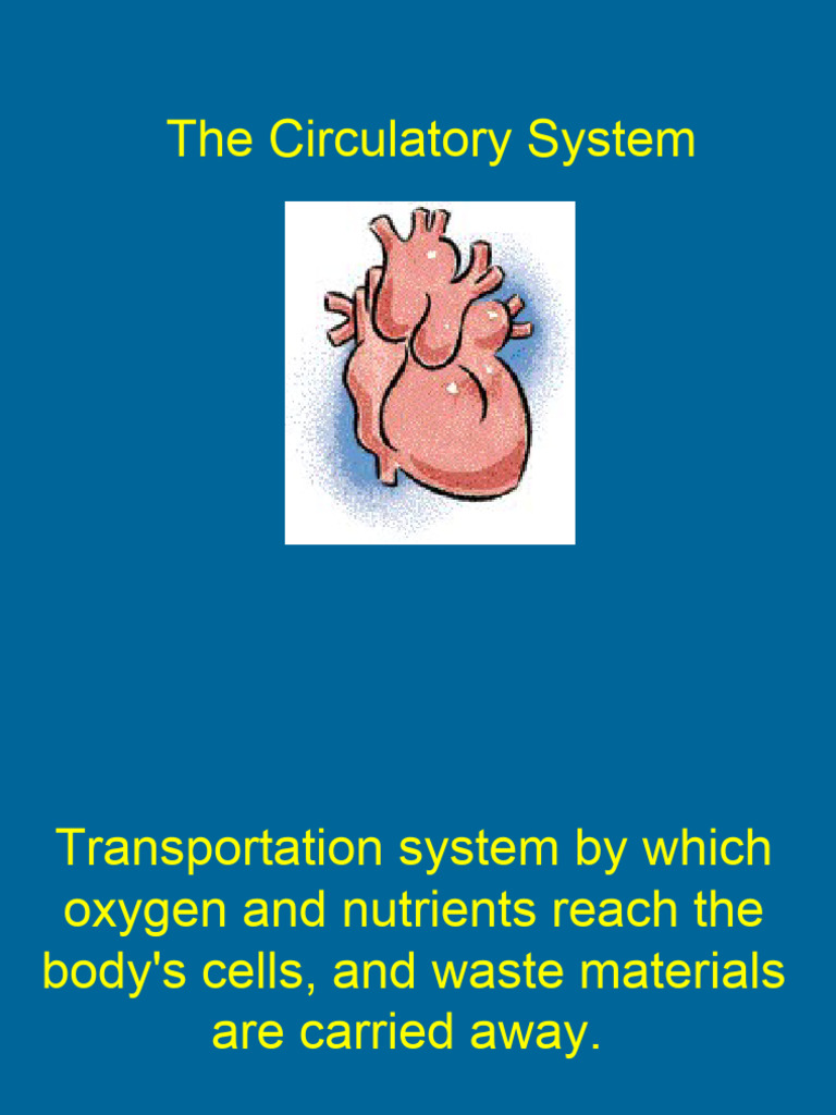 Tiger Circulatory System Overview | PDF | Heart | Artery