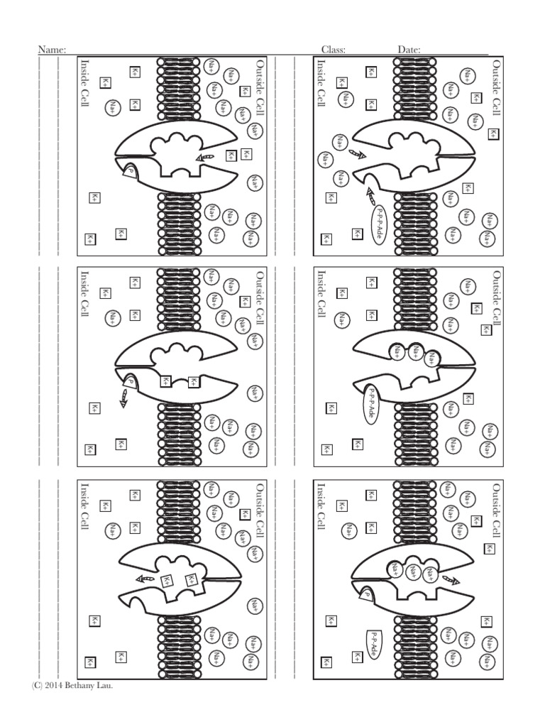 Sodium Potassium Pump Worksheet | PDF | Cell Membrane | Membrane Biology