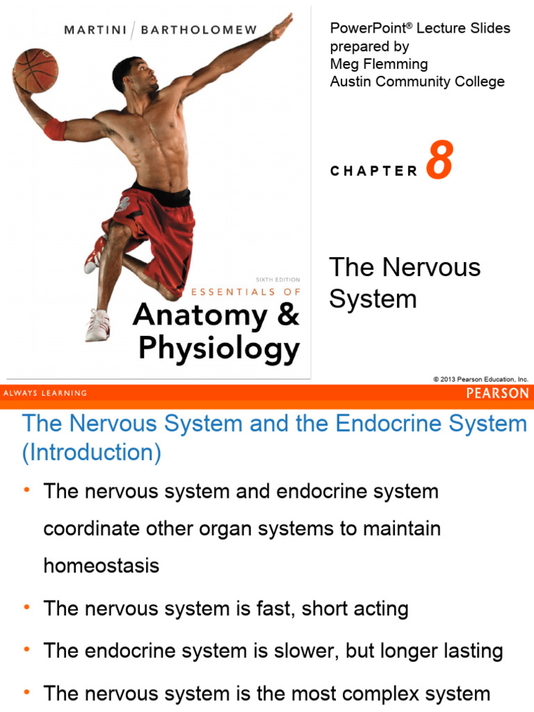 nervous_system | PDF | Chemical Synapse | Action Potential