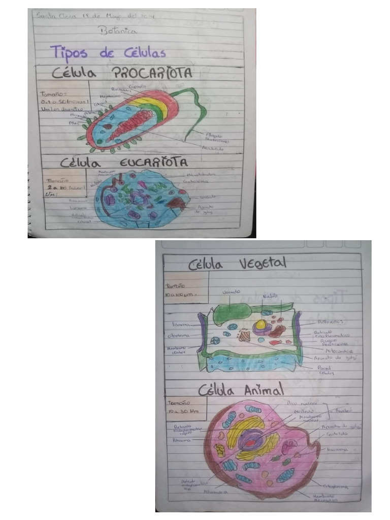 Tamaño y Formas de La Celula | PDF