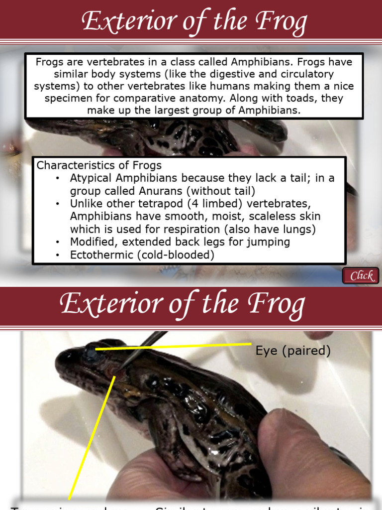Frog Anatomy and Characteristics | PDF | Frog | Amphibian