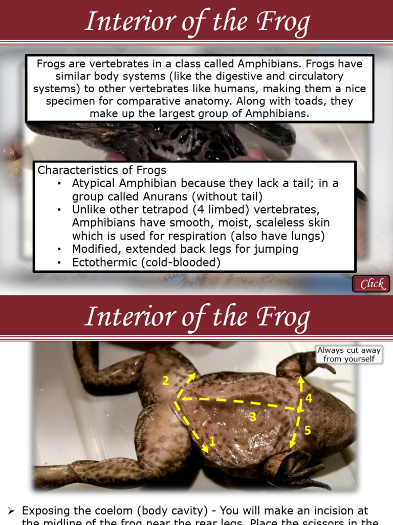 Frog Internal Anatomy | PDF | Digestion | Frog