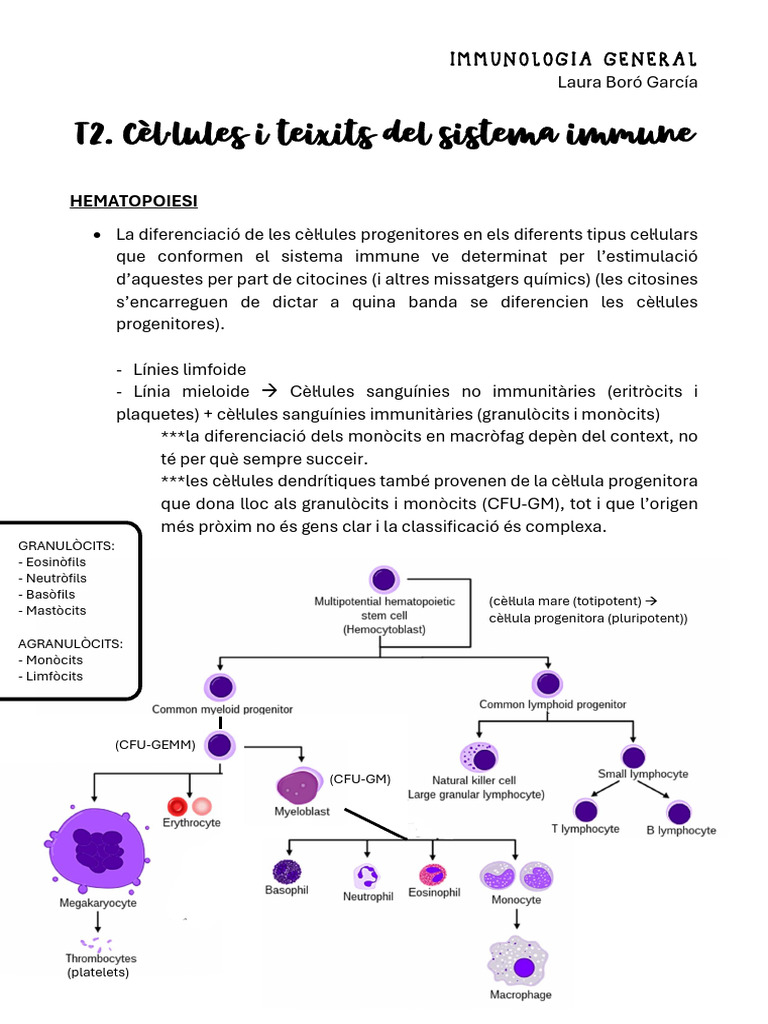 Inmunología - Temario de Células y Tejidos del Sistema Inmune | PDF