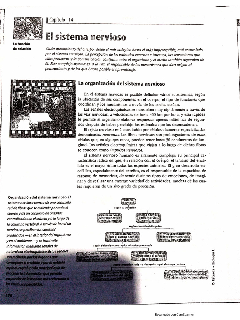 SN y S.endocrino | PDF