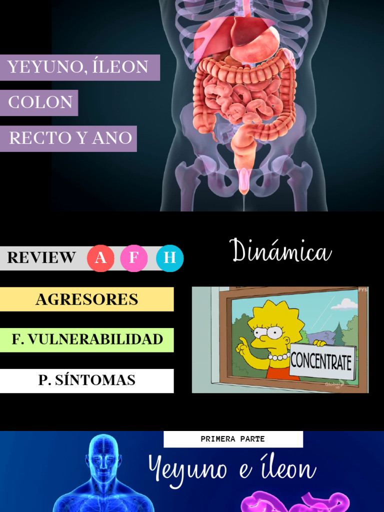 Anatomía y Función del Yeyuno e Íleon | PDF | Estreñimiento | Diarrea