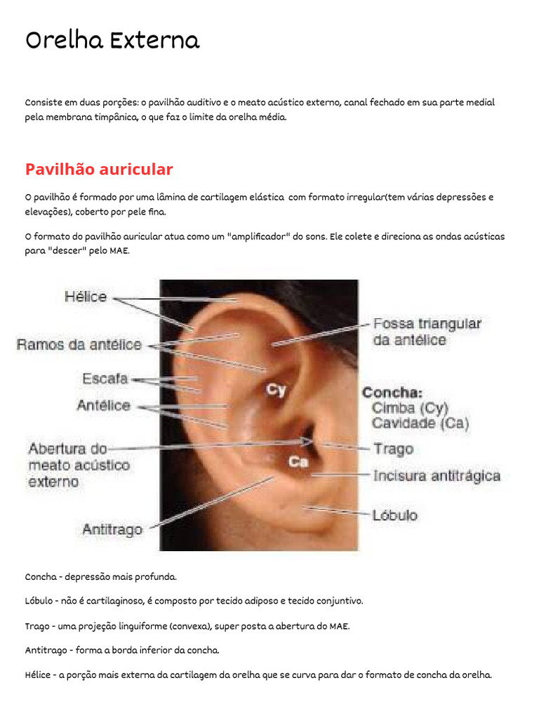 Anatomia Da Orelha Externa | PDF