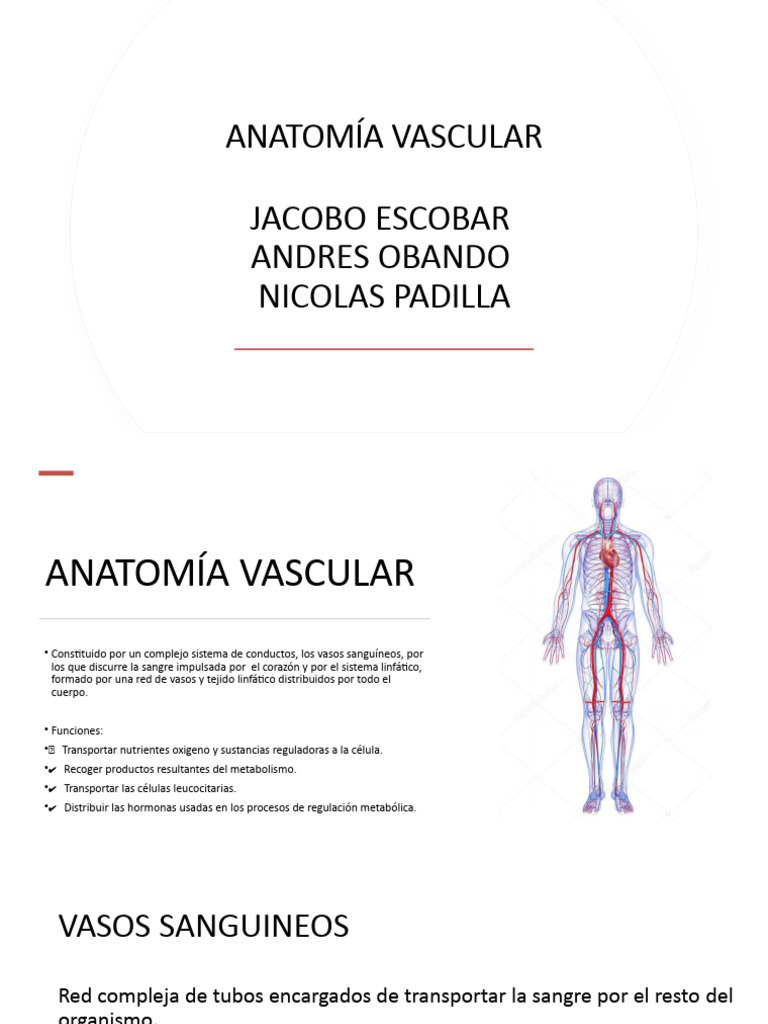 Anatomia Vascular-1 | Descargar gratis PDF | Sistema circulatorio | Artería