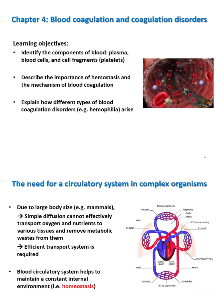 Chapter 4 Blood Coagulation and Coagulation Disorders | PDF | White Blood Cell | Coagulation