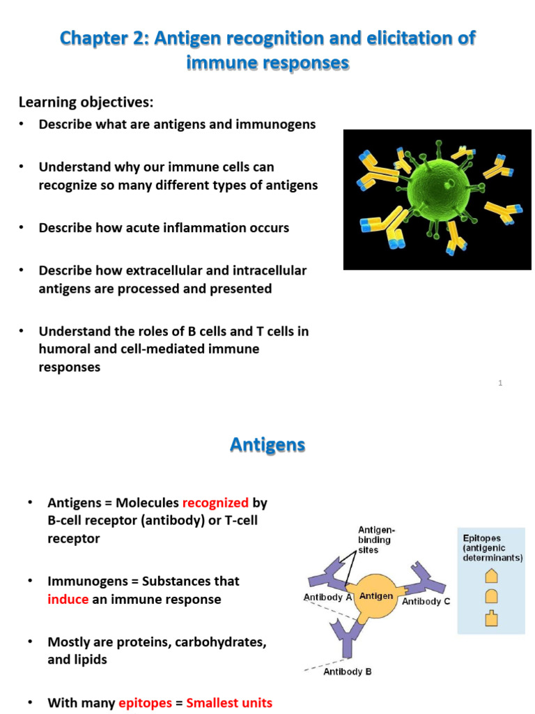 Chapter 2 Antigen Recognition and Elicitation of Immune Responses | PDF | Antibody | Antigen