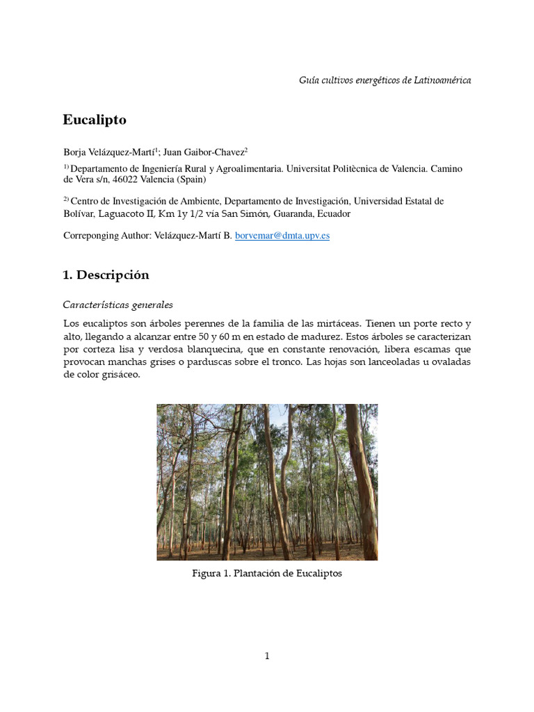 Eucalipto | PDF | Eucalipto | Fertilizante